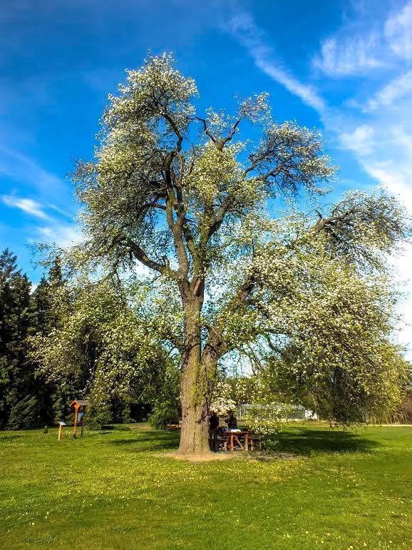 Ten ancient Hungarian trees you have to see - Daily News Hungary