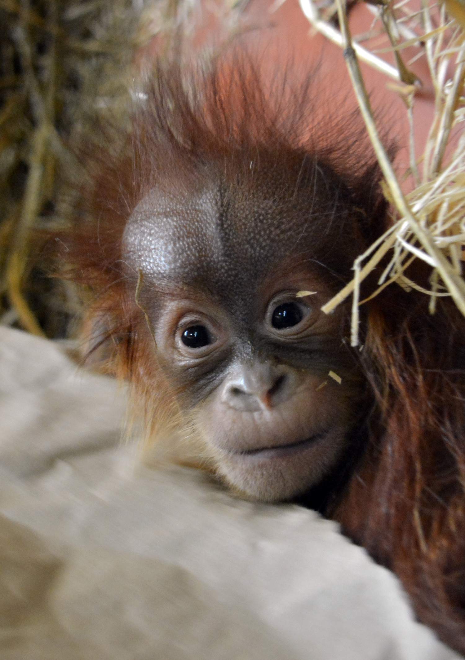 Asha, the elephant is leading the adoption list of the Budapest Zoo ...
