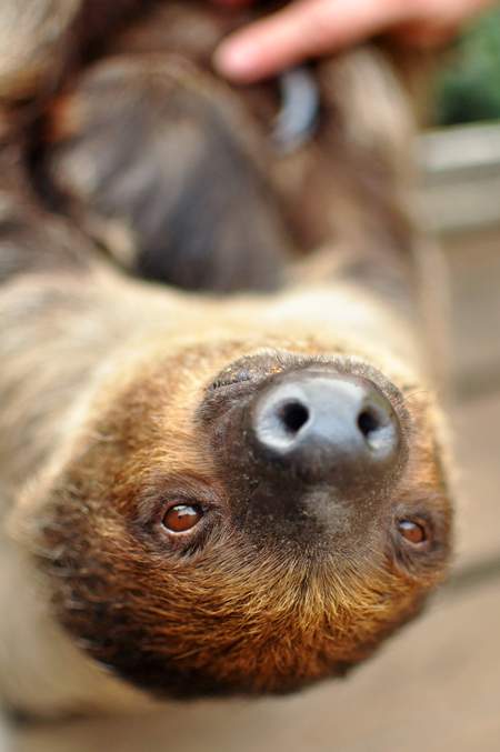Asha, the elephant is leading the adoption list of the Budapest Zoo ...