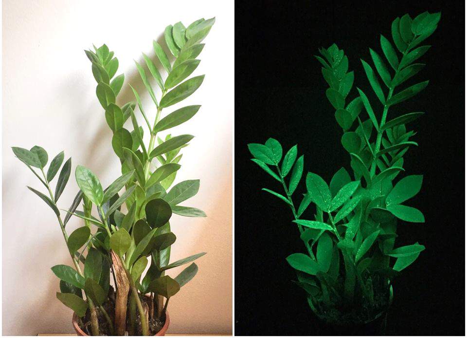 Hungarian fluorescent flower receives international award ...