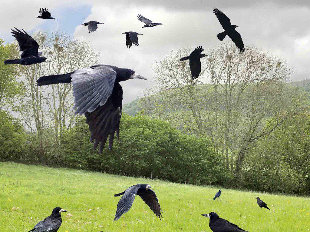 Crow invasion in Somogy, Hungary - Daily News Hungary
