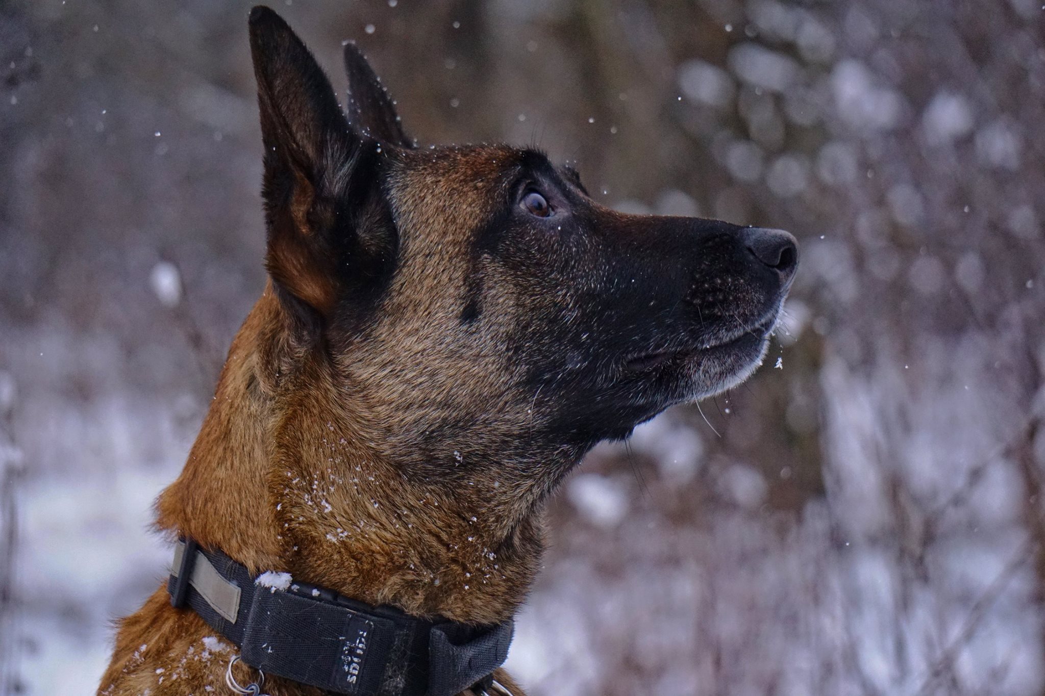 Amazing! Hungarian rescue dog among the best in the world - Daily News ...