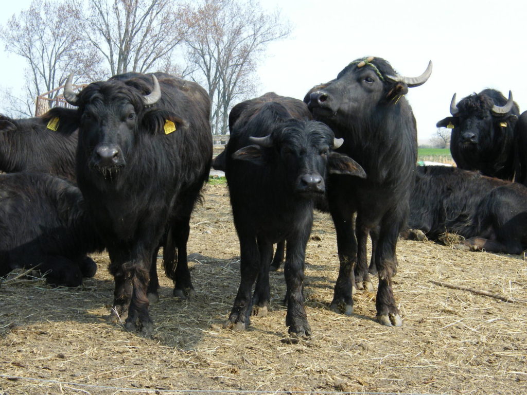 The origins of animal domestication in the Carpathian Basin - Daily ...