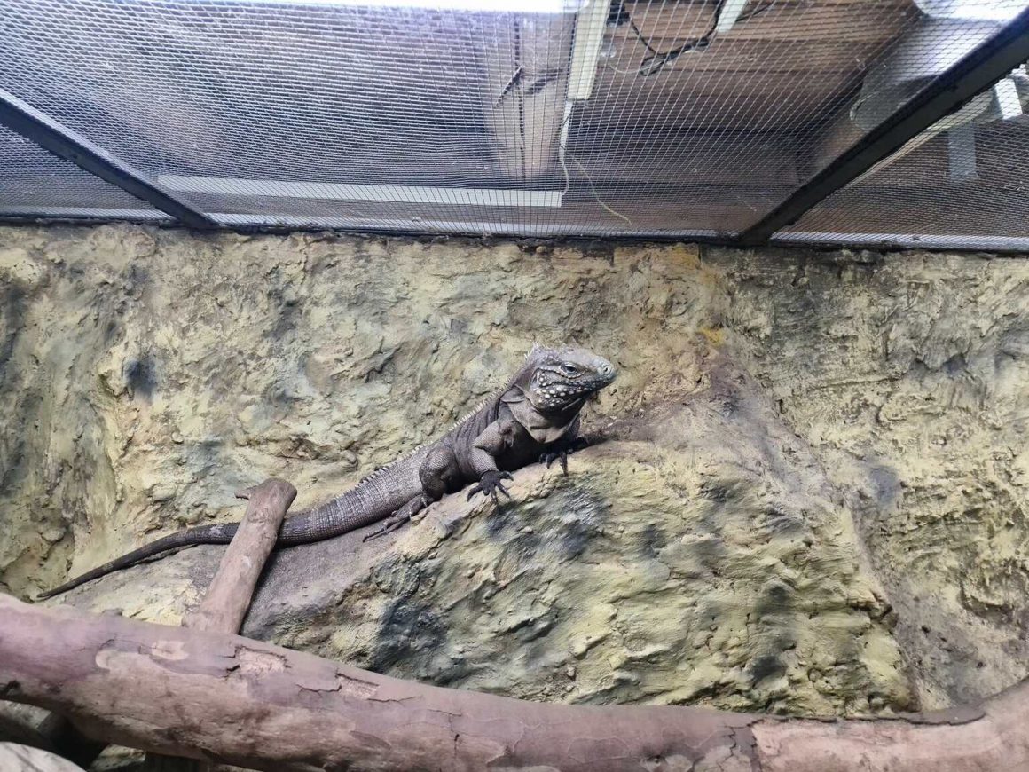 Budapest Zoo is one of the best in Europe - PHOTO GALLERY, VIDEOS ...