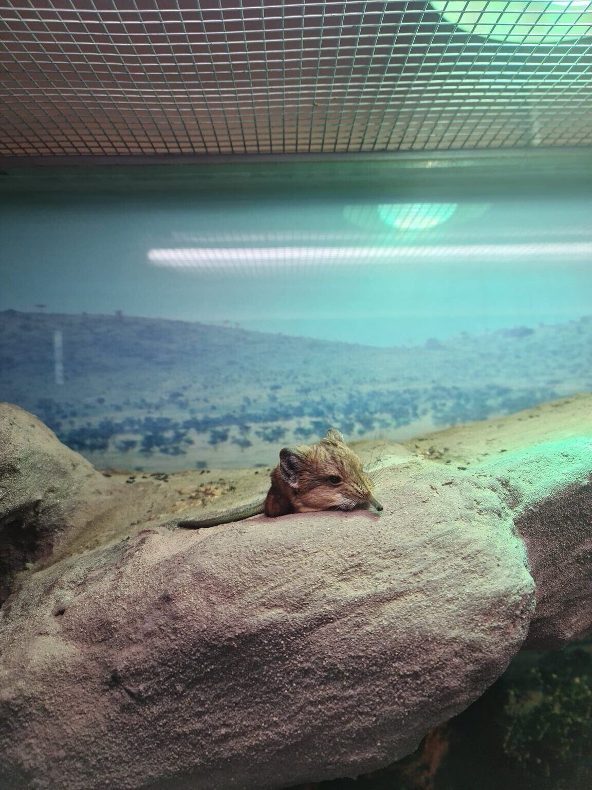 Budapest Zoo is one of the best in Europe - PHOTO GALLERY, VIDEOS ...