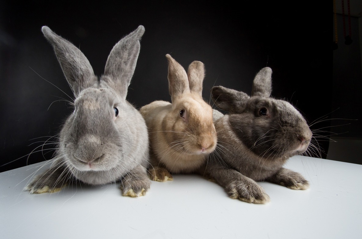 Hungarian man creates new animal breeds in Romania! - PHOTOS - Daily ...