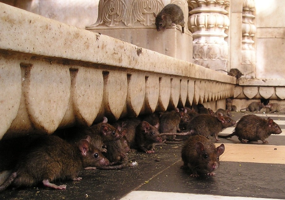 Reduction of "rat infestation" in Budapest - Daily News Hungary