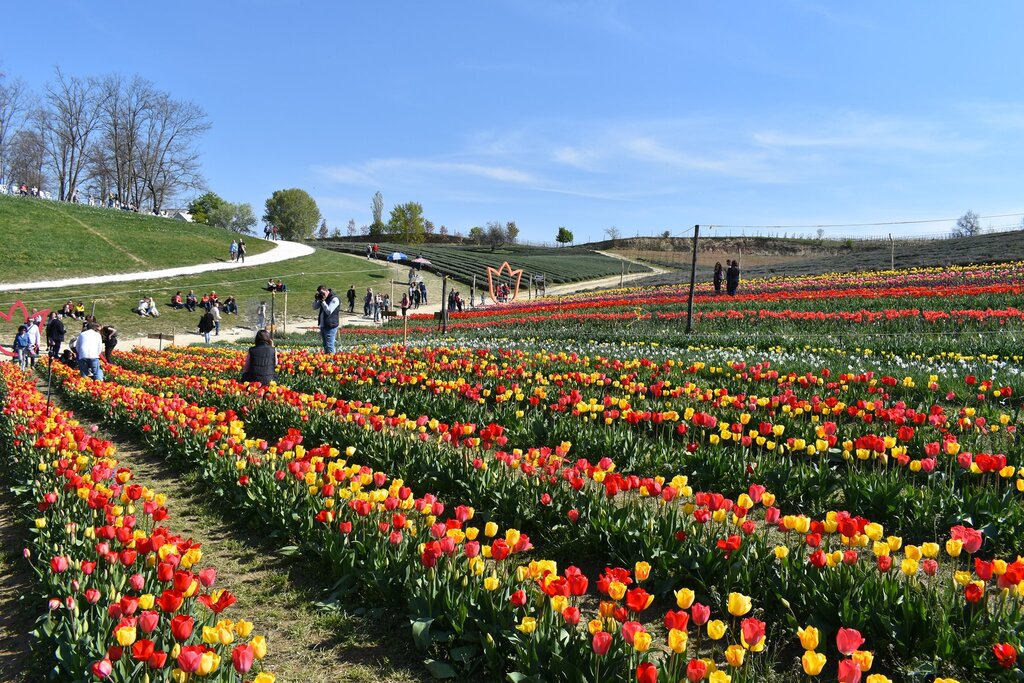 PHOTOS: Bucket list destinations to admire the spring blossom in Hungary