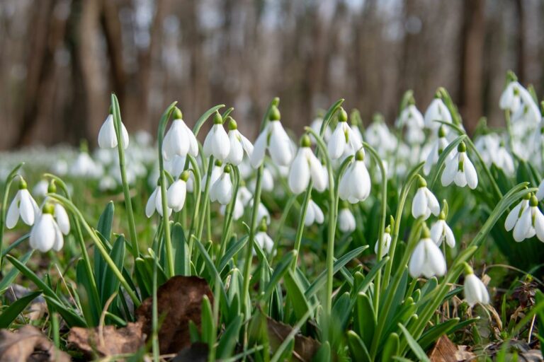 Hungary's largest field of snowdrops awaits visitors again - photos ...