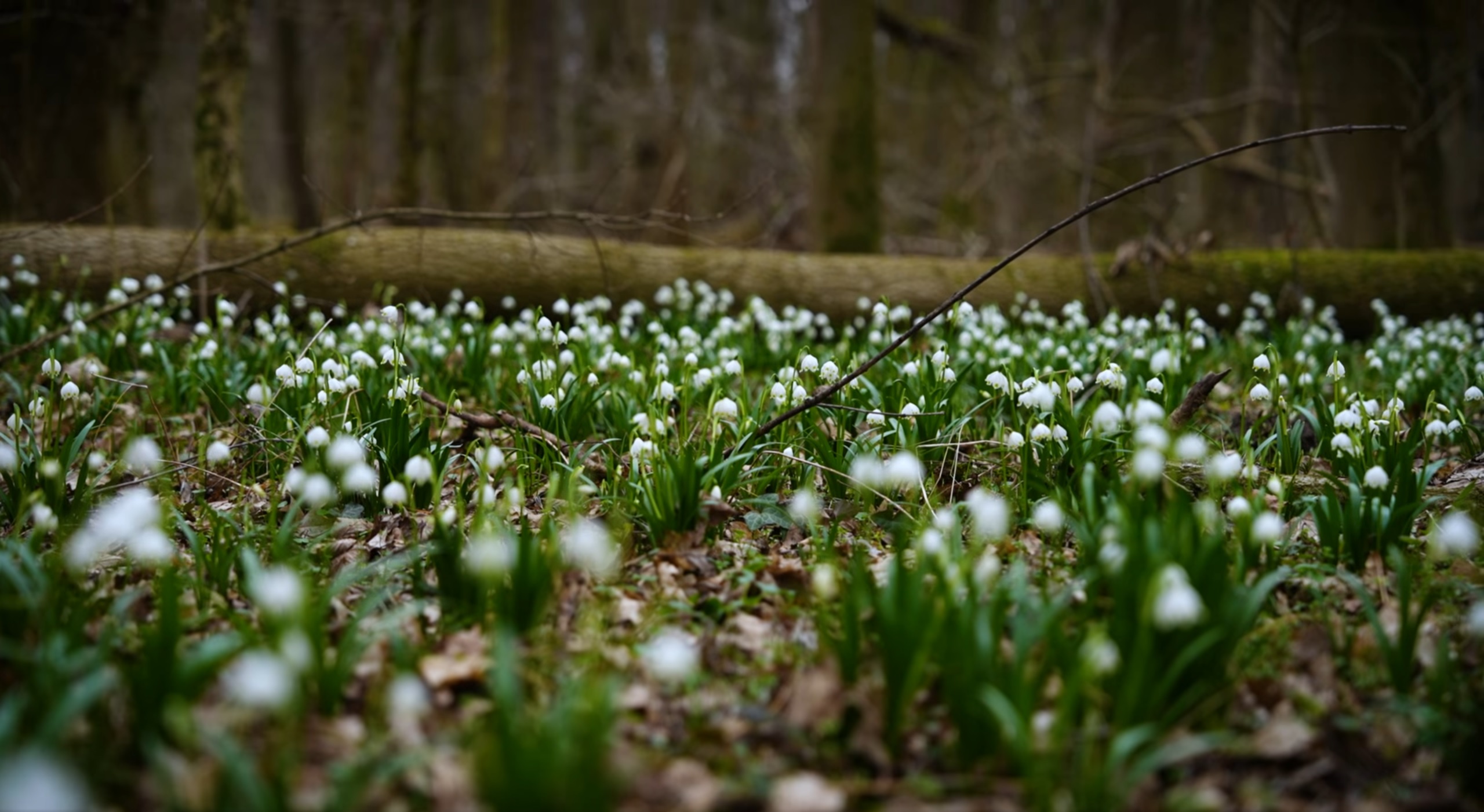 Stunning VIDEO of spring snowflake bloom in beautiful Hungarian forest ...