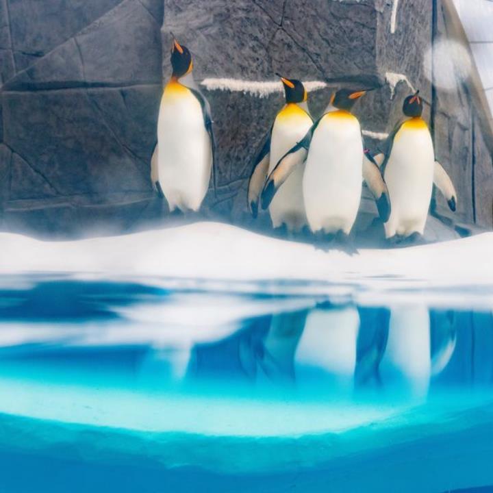 Jaw-dropping Ice World in Nyíregyháza Zoo opened – PHOTOS, VIDEO ...